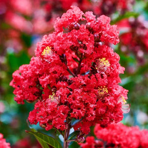 Crape Myrtle Seeds – Multi Colour Crape Myrtle Seeds for Vibrant Garden ...