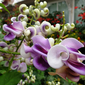 Snail Vine Seeds – Vigna caracalla Corkscrew Flowers