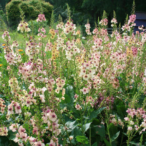 Verbascum Seeds – Antique Rose Bio Color Variety for Planting