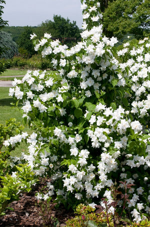 White Philadelphus Seeds – Fragrant Mock Orange Garden Blooms