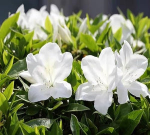 White Azalea Seeds – Flower Seeds for Peaceful Garden Blooms