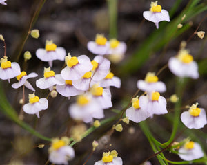 Utricularia Bisquamata Seeds – White Flower Seeds for Easy Planting