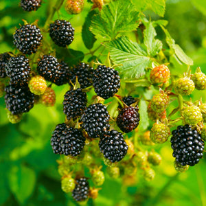 blackberry-fruit-seeds-planting-and-growth-guide-100-pcs