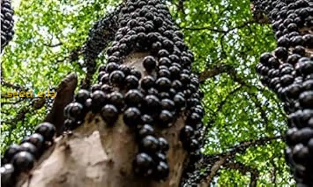 edible-jabuticaba-fruit-seeds-for-planting-black-grow-the-unique-black ...