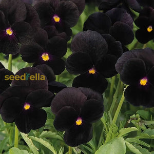 Buy Black Viola Flower Seeds for Easy Planting