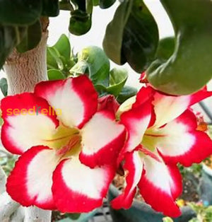 Buy Blue and White Adenium Flower Seeds for Planting