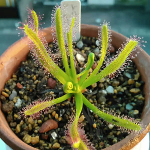 bonsai-sundew-plant-seed-multi-colour-planting-100-pcs