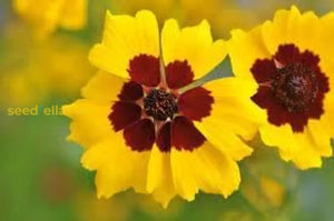 Buy Calliopsis Seeds for Easy Planting | Garden Flower Seeds