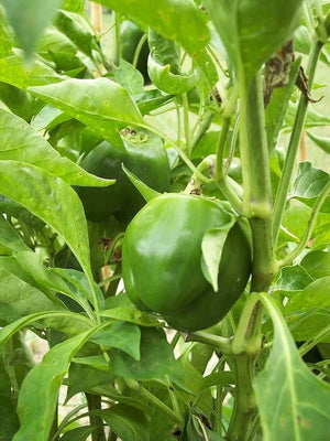 Capsicum Seeds – Capsicum spp Vegetable Seeds for Garden Planting