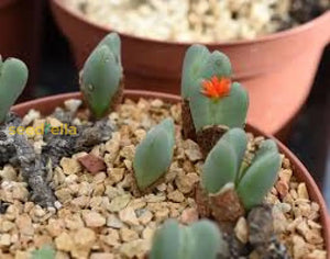 Buy Conophytum Hammeri Plant Seeds for Easy Planting