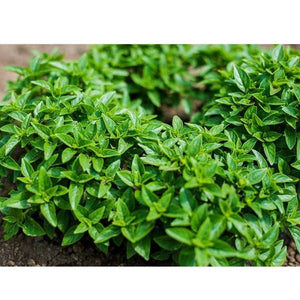 Dwarf Greek Basil Seeds – Small Leaf Compact Ornamental Herb