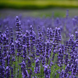 Dwarf Munstead Lavender Seeds – Lavandula Angustifolia Blue English ...