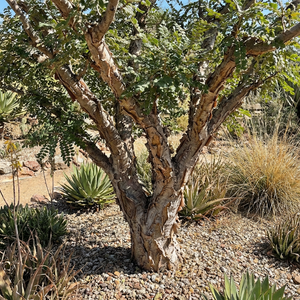 Boswellia Sacra Seeds for Planting - Heirloom, Non-GMO, High Germinati