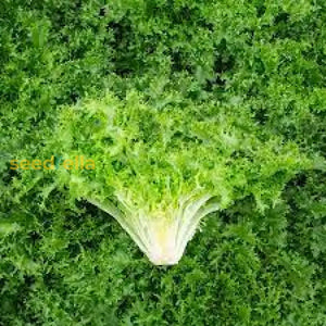 Buy FrisÃ©e Endive Seeds: Planting Guide for Successful Growth
