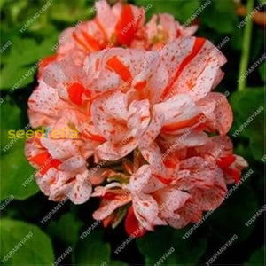 geranium-red-white-seeds-for-planting-100-pcs