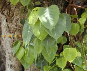 Buy Green BO Tree Seeds for Planting Grow Majestic Perennial Trees