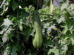 Green Brown Luffa Esmeralda Seeds - Vegetable Planting