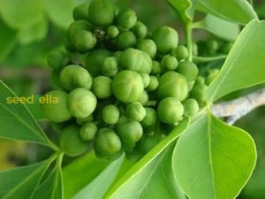 Aegle Marmelos Seeds – Green Bael Tree Seeds for Easy Planting and ...