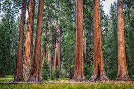 sequoia-tree-seeds-planting-majestic-100-pcs