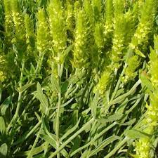 sideritis-scardica-plant-seeds-planting-100-pcs