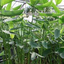 thalia-dealbata-plant-seeds-planting-100-pcs