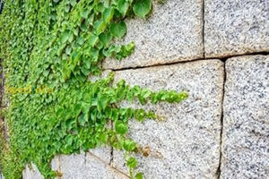 Buy Ivy Seeds for Planting High-Quality Ivy Plant Seeds