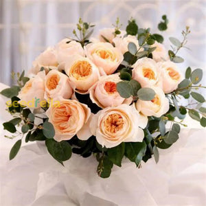 Buy Juliet Flower Planting Seeds for Vibrant Blooms - Perfect for Your ...