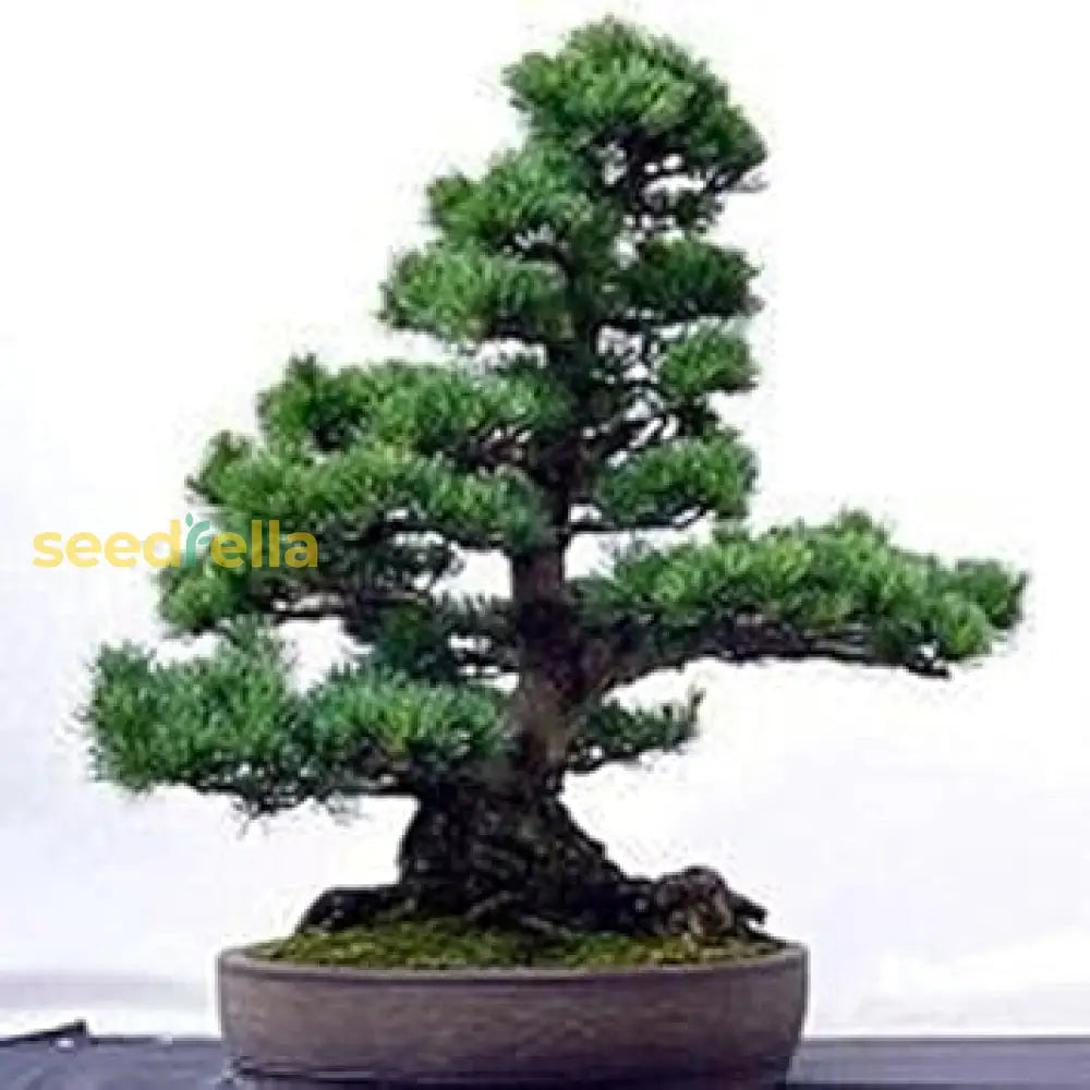 loblolly-pine-tree-seeds-planting-majestic-100-pcs