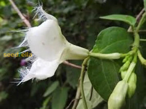 Buy Loroco Planting Seeds - Grow Your Own Loroco