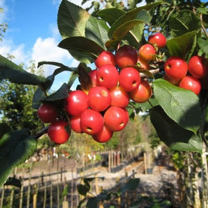 Himalayan Crabapple Seeds - Malus baccata Hardy Ornamental Apple Tree