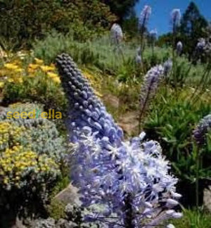 Buy Merwilla Flower Seeds for Planting - Beautiful Blooms for Your Garden