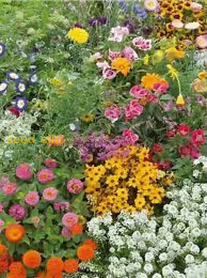 Buy Mixed Laura Flower Planting Seeds Collection