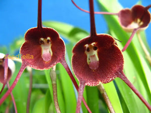Buy Monkey Face Orchid Flower Planting Seeds Unique & Exotic Blooms for ...