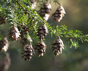 Mountain Hemlock Tree Seeds – Grow Your Own Hemlock Tree