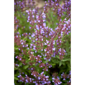 Nepitella Seeds – Calamintha nepeta Ornamental Pollinator Herb