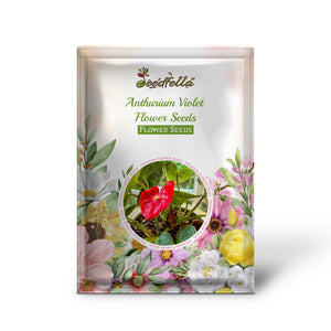 Anthurium Violet Flower Seeds for Planting – Unique Vibrant Blooms
