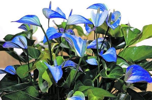 Blue Anthurium Flower Seeds for Planting – Cool Garden Blooms