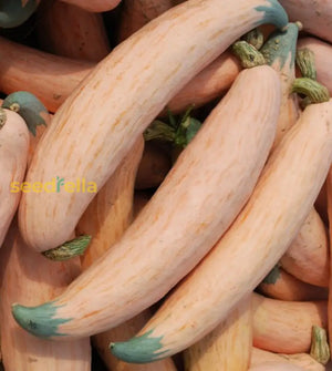 Georgia Candy Roaster Seeds - Heirloom Winter Variety