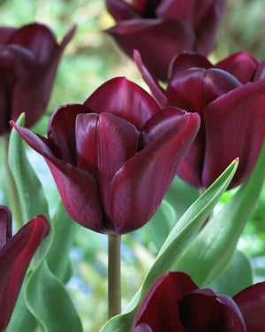 Elegant Maroon Tulip Seeds for Planting – Rich, Velvety Spring Blooms