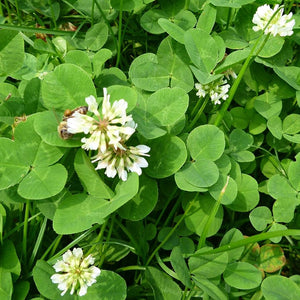 Microclover Seeds – Dwarf Trifolium repens, White Flower Lawn Clover