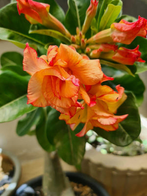 Adenium Seeds – Orange Adenium Seeds for Planting