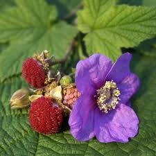 Raspberry Seeds - Purple Flowering Rubus Odoratus Thornless Variety