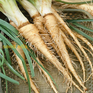 Salsify Seeds – White Salsify for Garden Planting