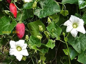 Buy Pink Ivy Gourd Vegetable Seeds for Easy Planting