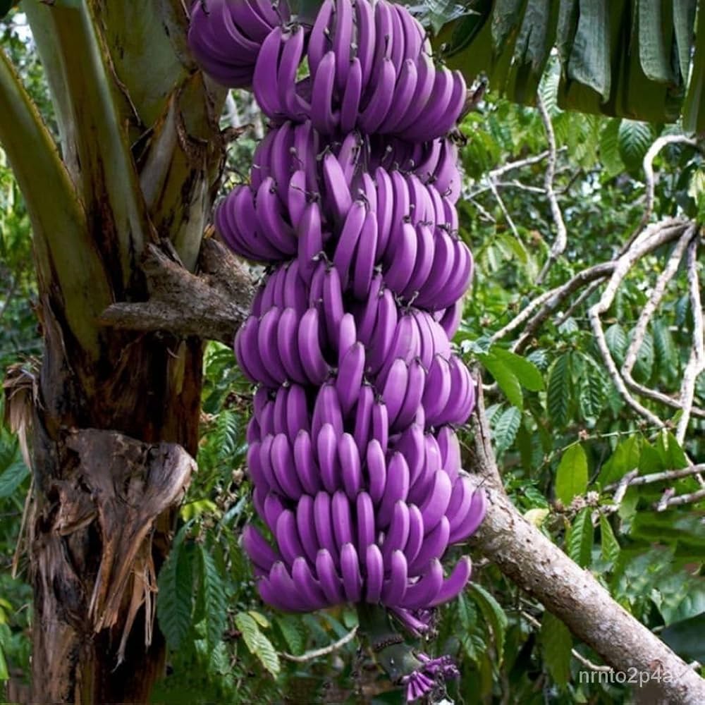 Banana Seeds Purple Variety For Easy Planting Banana Seeds Purple Variety For Easy Planting
