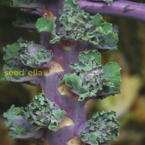 Buy Purple Kalettes Vegetable Seeds for Planting