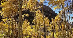 Buy Quaking Aspen Tree Seeds for Planting Grow Beautiful Aspen Trees