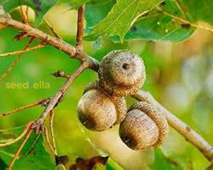 Buy Quercus Tree Seeds - Ideal for Planting Majestic Oaks
