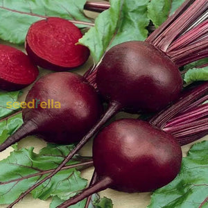 Red Beetroot Seeds – Ornamental Beta vulgaris Root & Foliage Plant