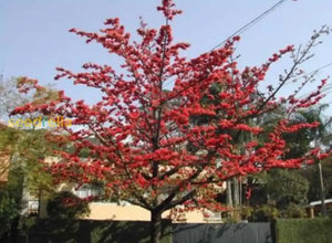 Buy Red Bombax Tree Seeds - Perfect for Your Landscape